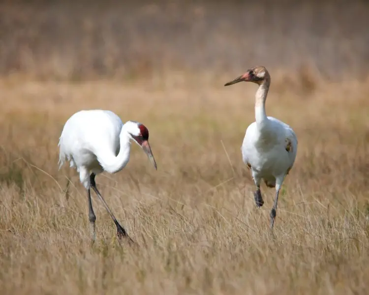 Whooping Crane | Zoopedia Wiki | Fandom