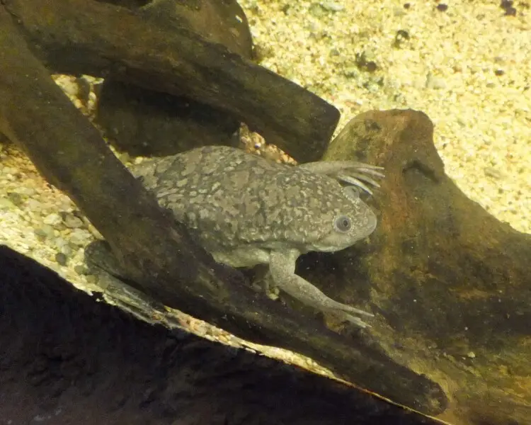 African clawed frog | Zoopedia Wiki | Fandom