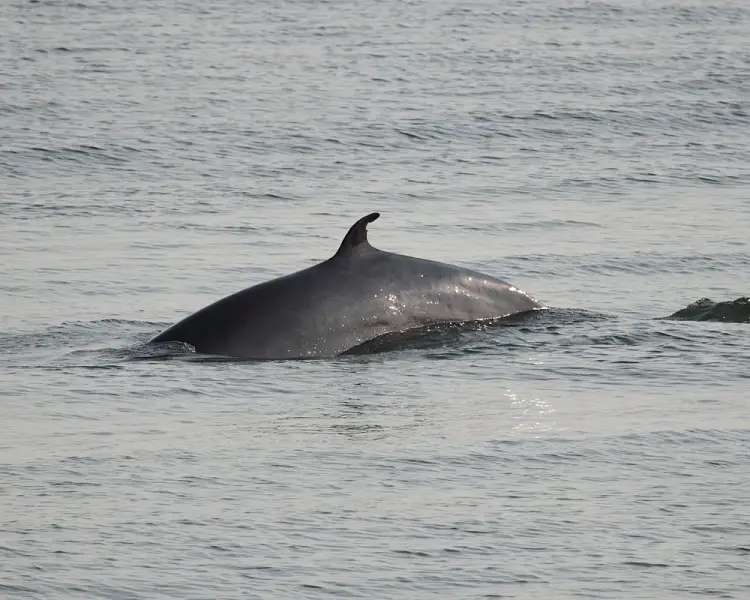 Common Minke Whale | Zoopedia Wiki | Fandom