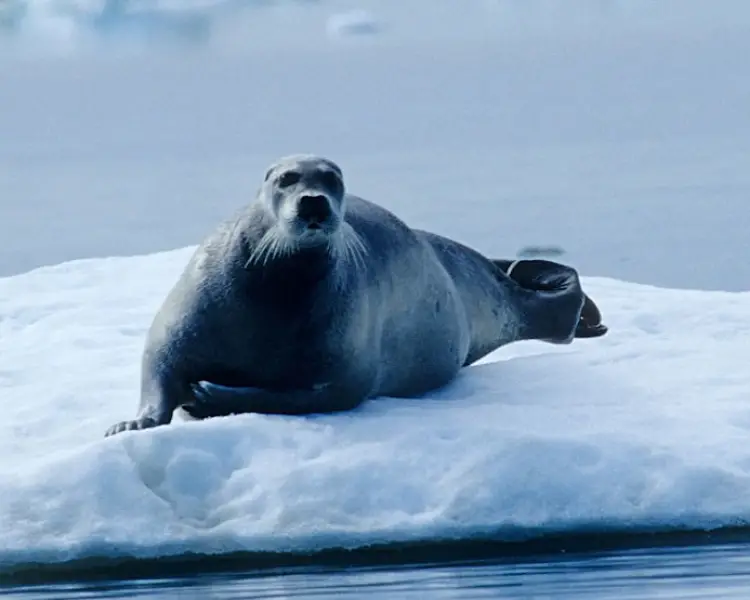 Bearded Seal | Zoopedia Wiki | Fandom