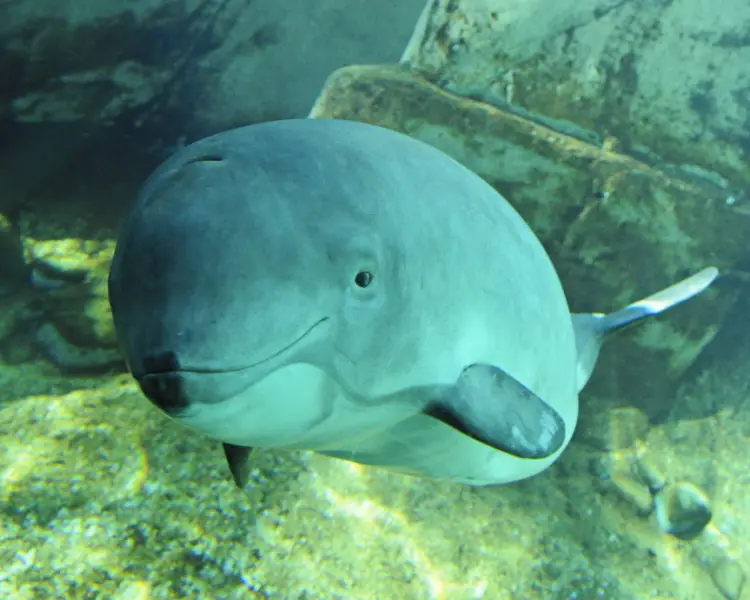 Harbour Porpoise | Zoopedia Wiki | Fandom
