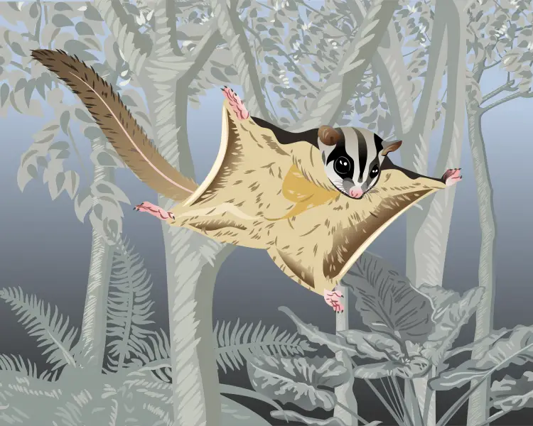 Mahogany Glider | Zoopedia Wiki | Fandom