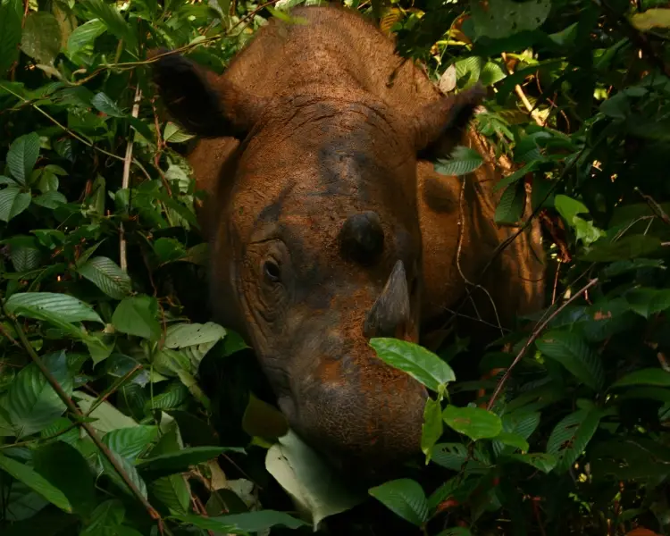 Sumatran Rhinoceros | Zoopedia Wiki | Fandom
