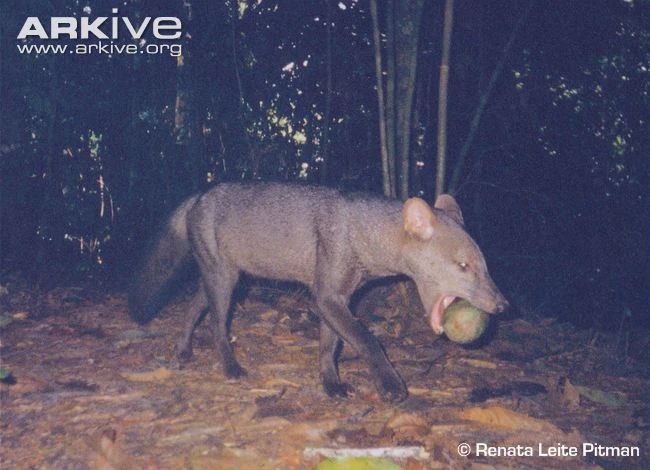 Zorro Animal Rainforest