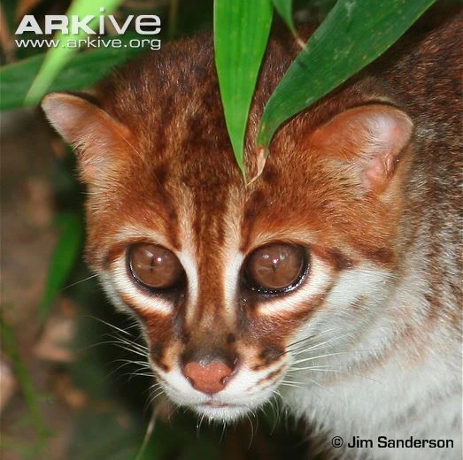 Flat-headed Cat | Animals Wiki | Fandom