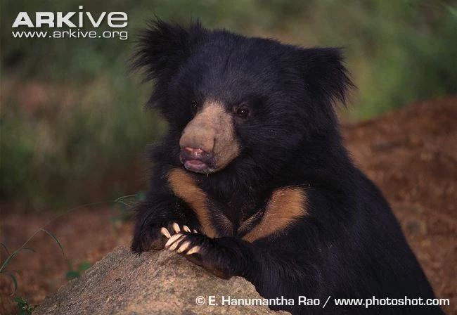 Sloth Bear | Animals Wiki | Fandom