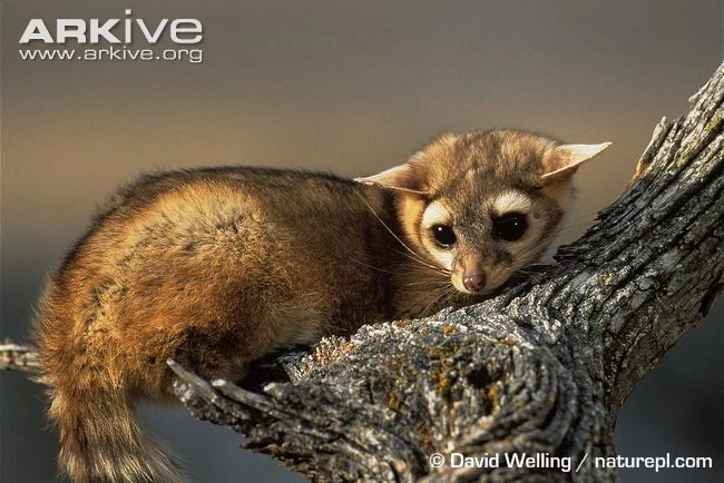Ring Tailed Fox