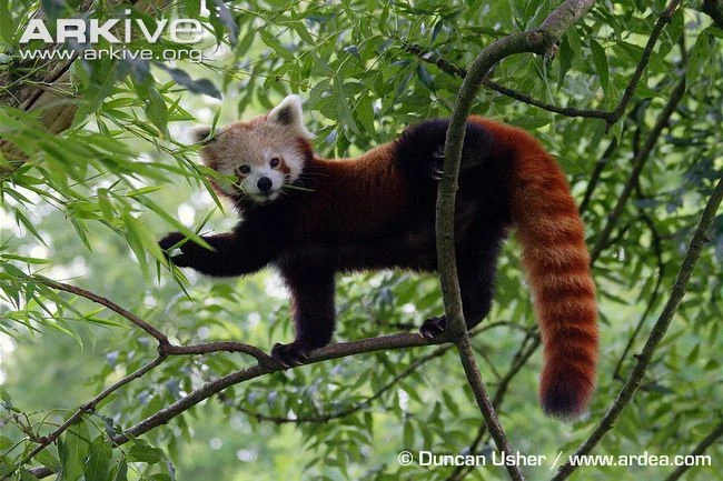 Red Panda | Animals Wiki | Fandom
