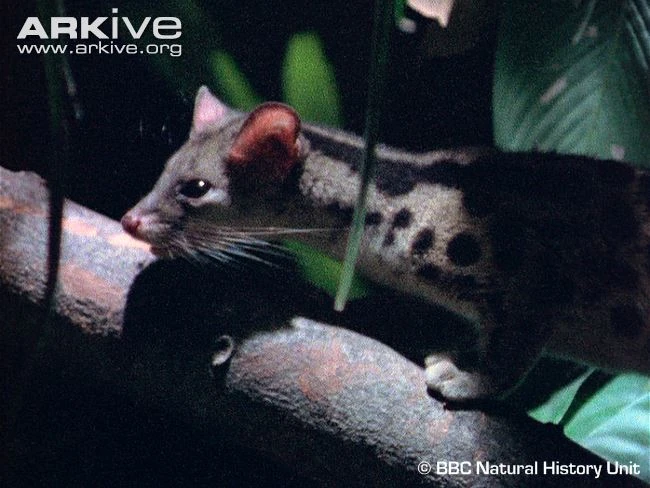 Spotted Linsang | Animals Wiki | Fandom