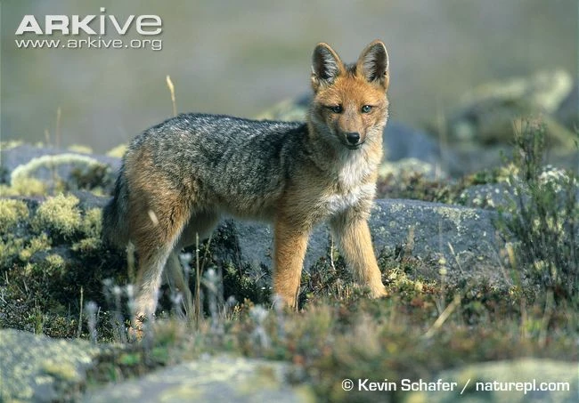 Culpeo | Animals Wiki | Fandom
