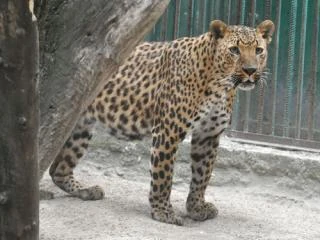 Leopard | Animals Wiki | Fandom