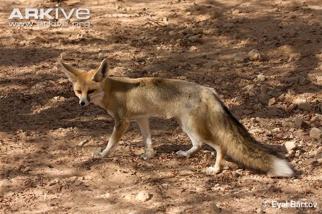 Rüppel's Fox | Animals Wiki | Fandom