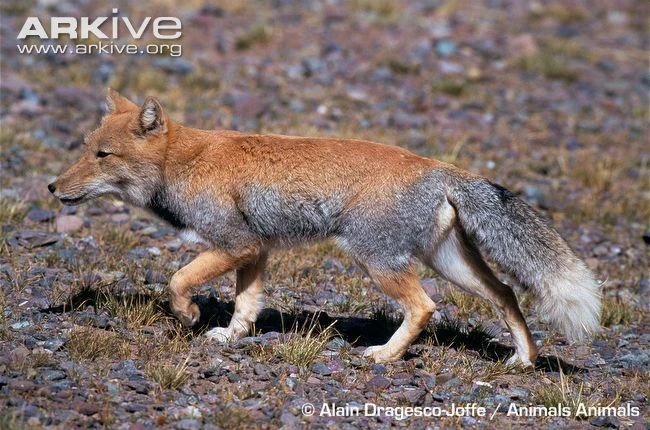 Tibetan Fox | Animals Wiki | Fandom