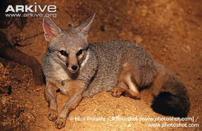 Indian Fox | Animals Wiki | Fandom