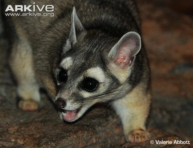 Cacomistle | Animals Wiki | Fandom