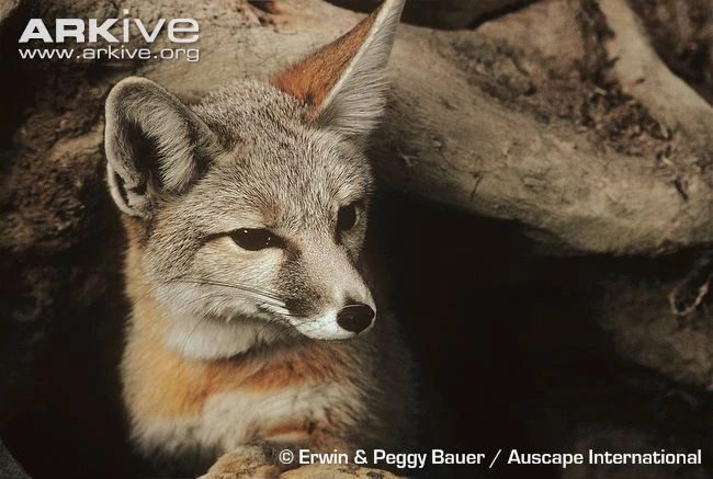 Kit Fox | Animals Wiki | Fandom