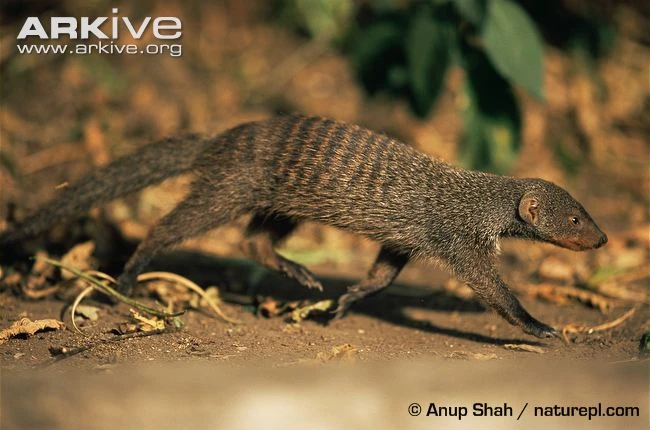 Banded Mongoose | Animals Wiki | Fandom