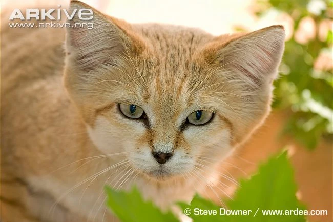 Sand Cat | Animals Wiki | Fandom