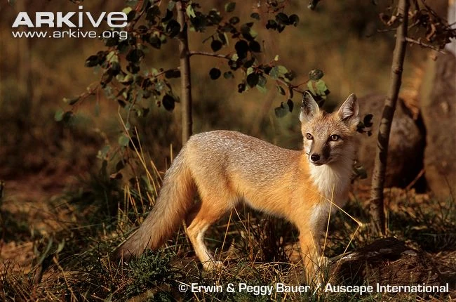 Swift Fox | Animals Wiki | Fandom