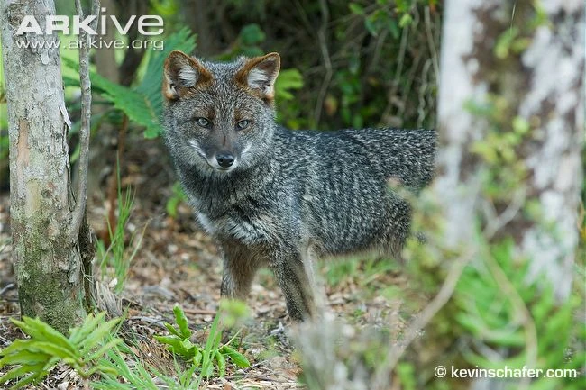 Darwin's Fox | Animals Wiki | Fandom