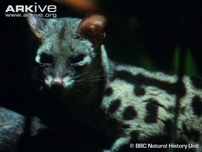 African Linsang | Animals Wiki | Fandom