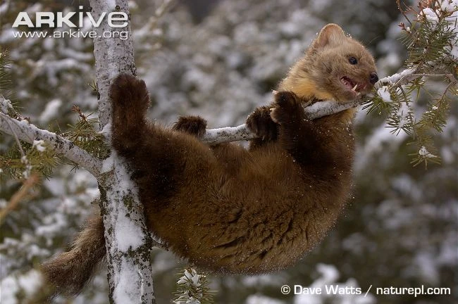 American Marten | Animals Wiki | Fandom