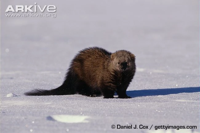 Fisher | Animals Wiki | Fandom