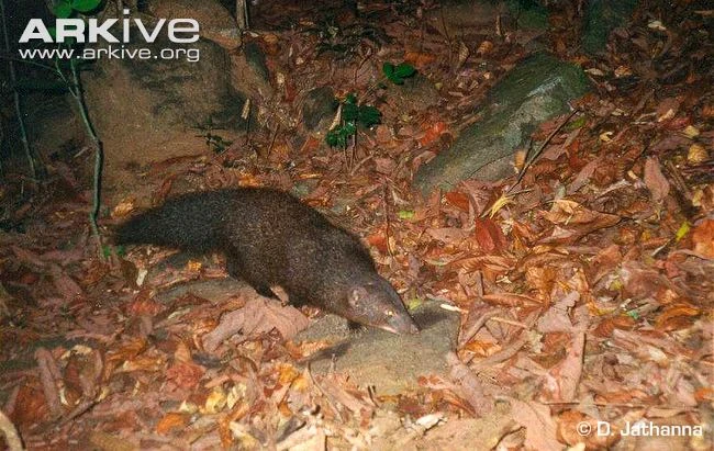 Indian Brown Mongoose | Animals Wiki | Fandom