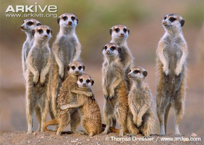 Meerkat | Animals Wiki | Fandom