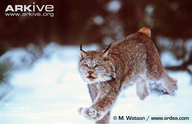 Canada Lynx | Animals Wiki | Fandom