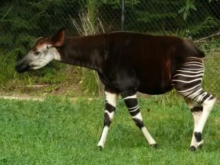 Okapi | Animals Wiki | Fandom