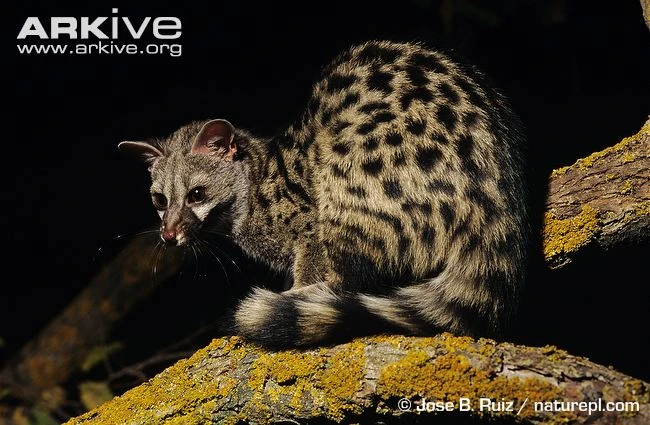 Common Genet | Animals Wiki | Fandom
