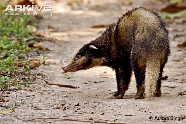 Hog Badger | Animals Wiki | Fandom