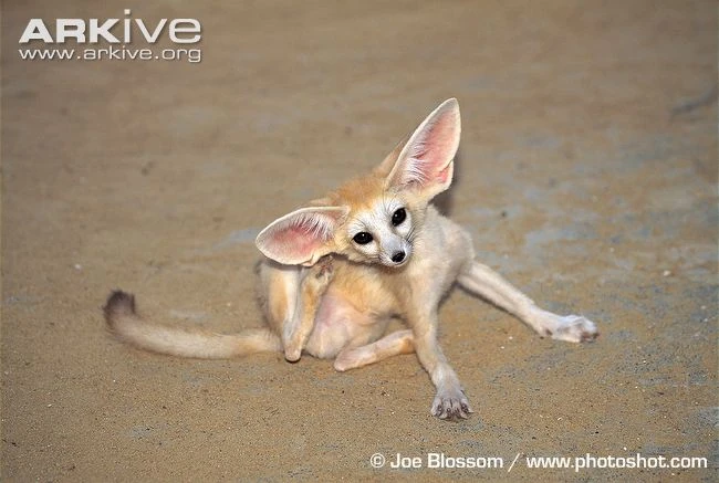 Fennec Fox | Animals Wiki | Fandom