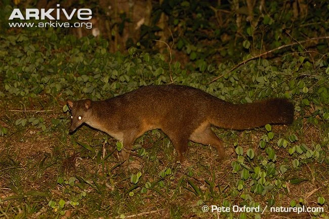 Falanouc | Animals Wiki | Fandom