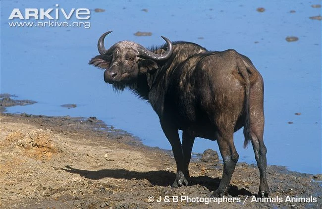 Cape Buffalo | Animals Wiki | Fandom