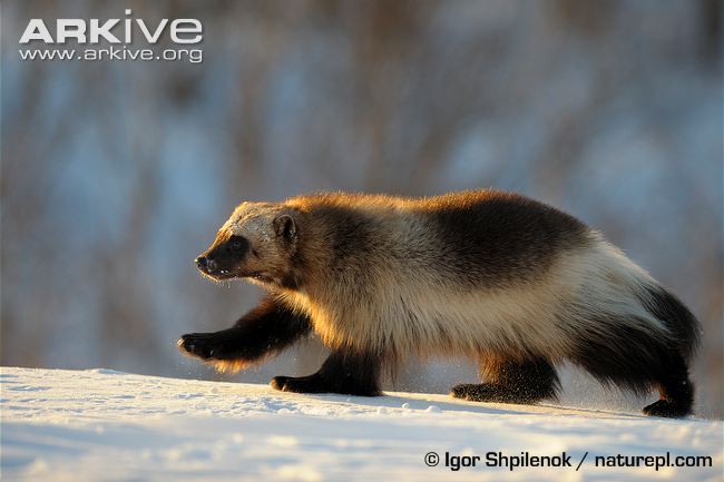 Wolverine | Animals Wiki | Fandom