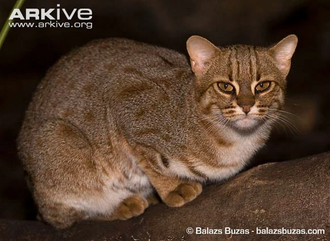 Rusty-spotted Cat | Animals Wiki | Fandom