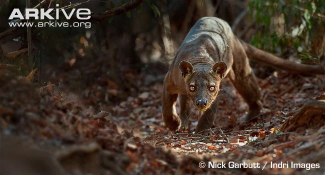 Fossa | Animals Wiki | Fandom