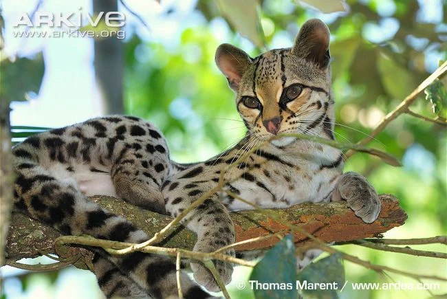 Margay Cat
