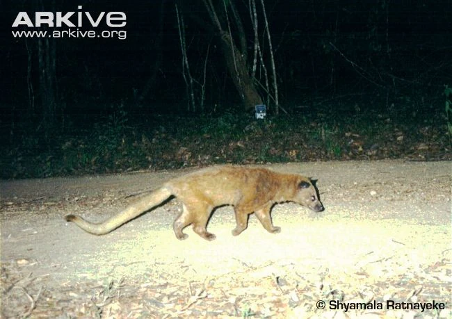 Golden Palm Civet | Animals Wiki | Fandom