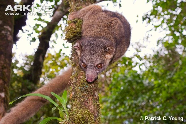 Olingo | Animals Wiki | Fandom