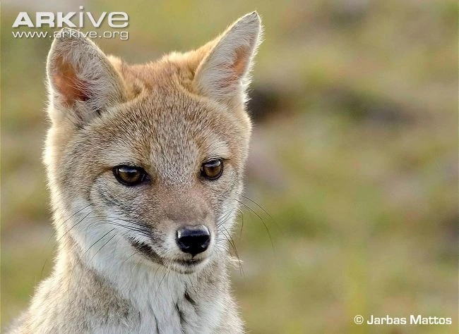 Pampas Fox | Animals Wiki | Fandom