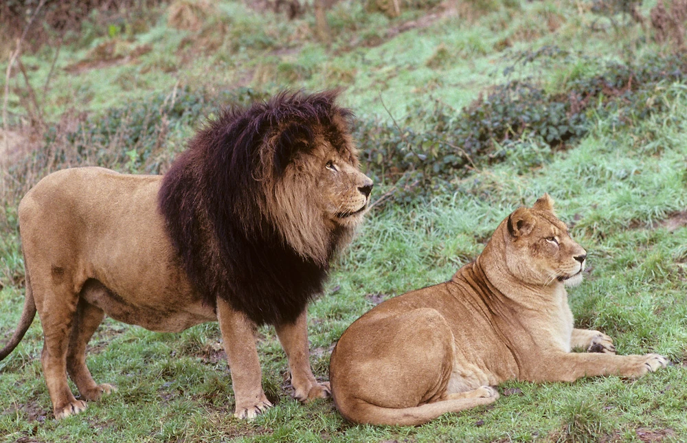 Category:Puma | Animals Wiki | Fandom