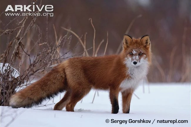 Red Fox | Animals Wiki | Fandom