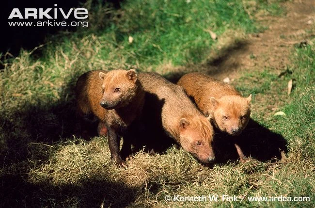 Bush Dog | Animals Wiki | Fandom