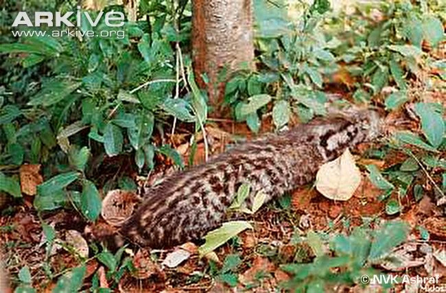 Malabar Civet | Animals Wiki | Fandom
