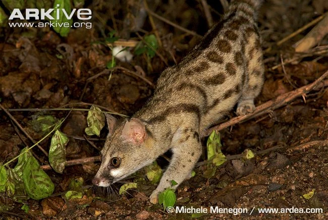 Large-spotted Genet | Animals Wiki | Fandom