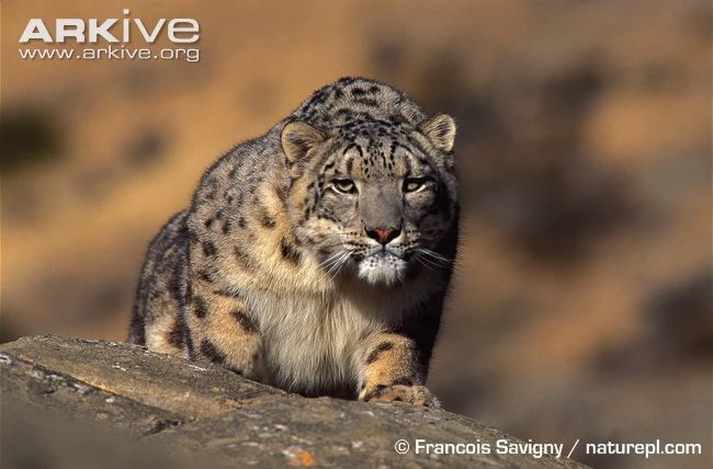 Snow Leopard | Animals Wiki | Fandom