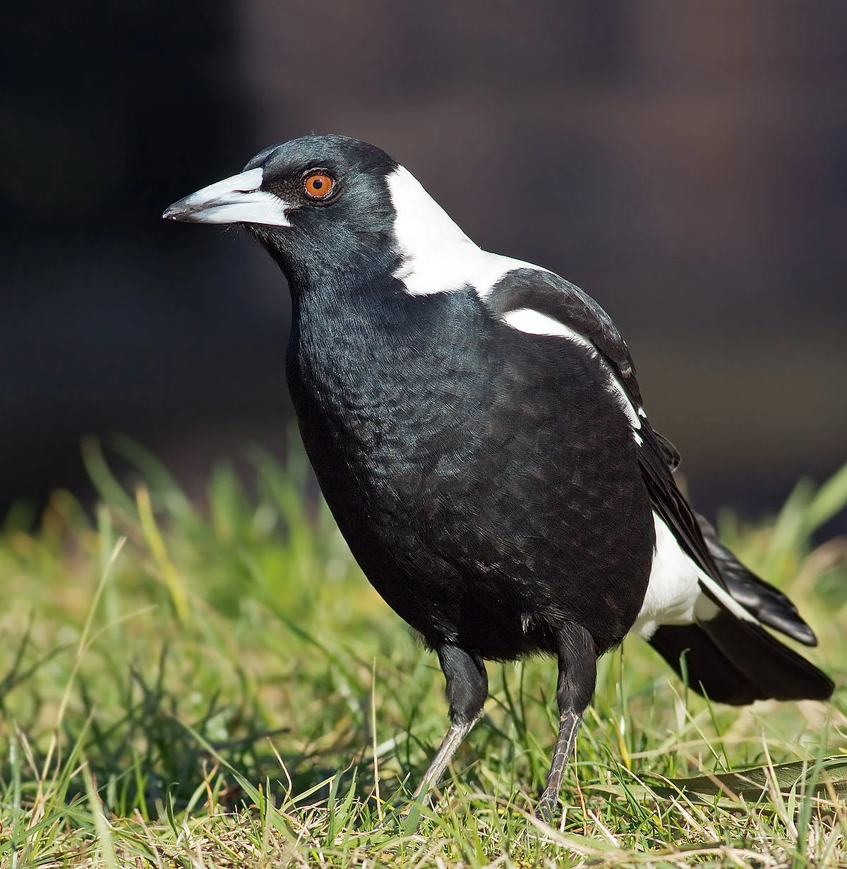 Australian Magpie | Animaliapedia Wiki | Fandom